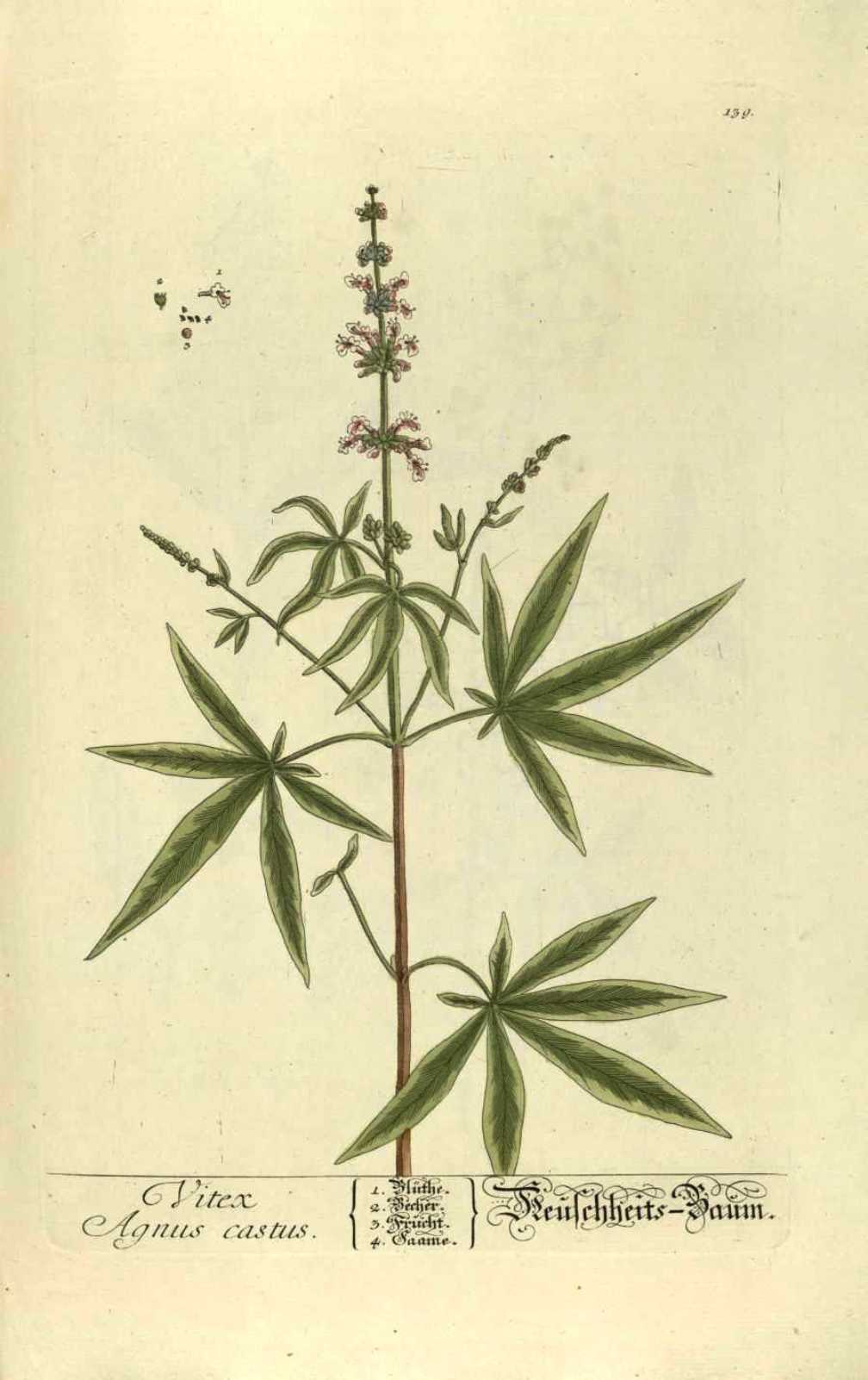 SAUZGATILLO: PLANTA MAESTRA MEDITERRÁNEA - Ginevítex