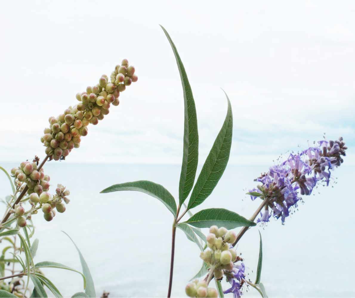 Ginevitex · Vítex para equilibrio hormonal - Ginevítex